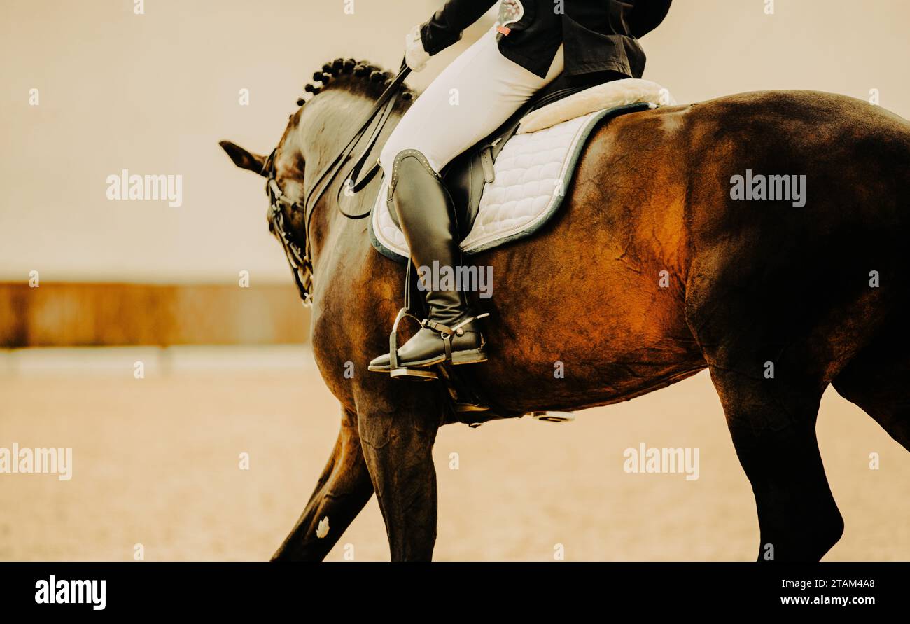 The rider rides a bay horse at a gallop. Horseback riding. Dressage ...