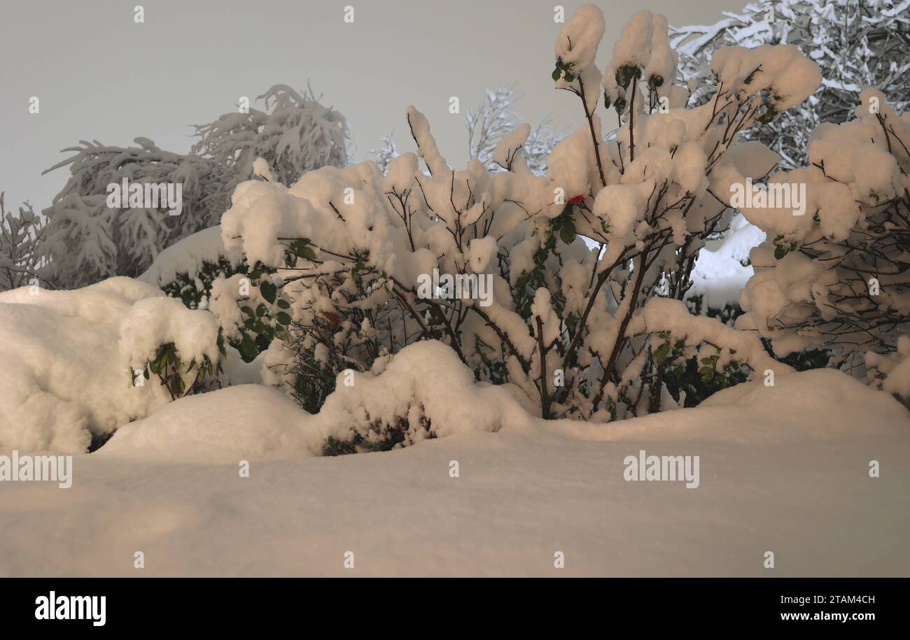 Tutzing, Bayern, Deutschland 01. Dezember 2023: Eine Winternacht in ...