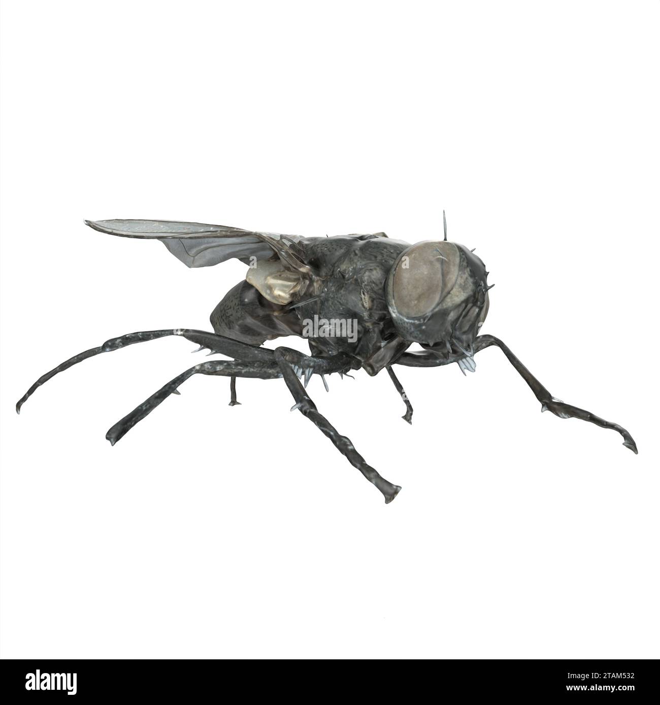 Black Fly isolated on white background Stock Photo - Alamy