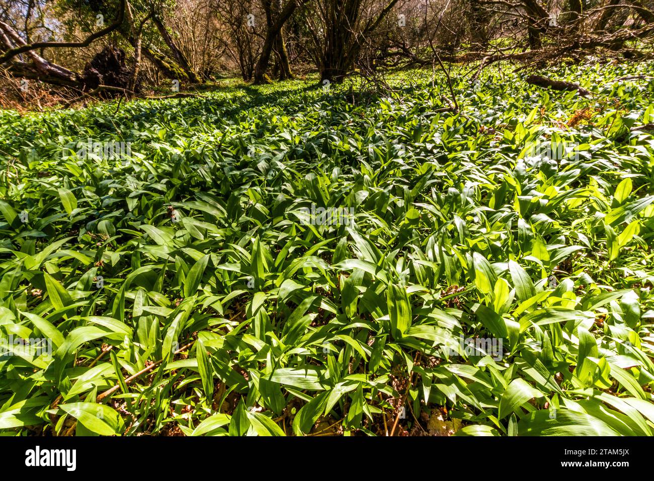 Wild Garlic or Ramson, Allium ursinum, covering wood floor in April ...