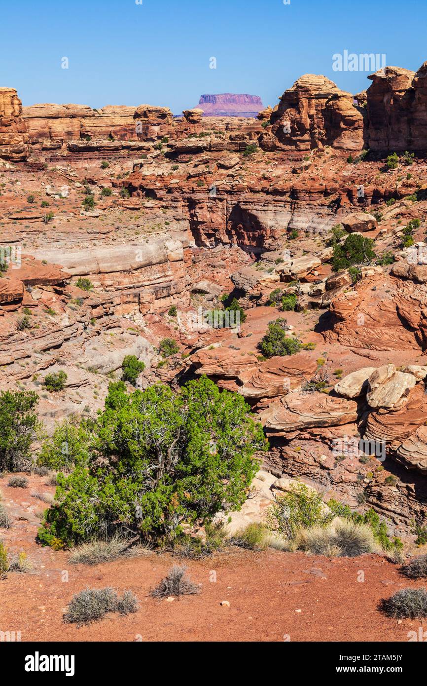 Needles District of Canyonlands National Park in Utah Stock Photo - Alamy