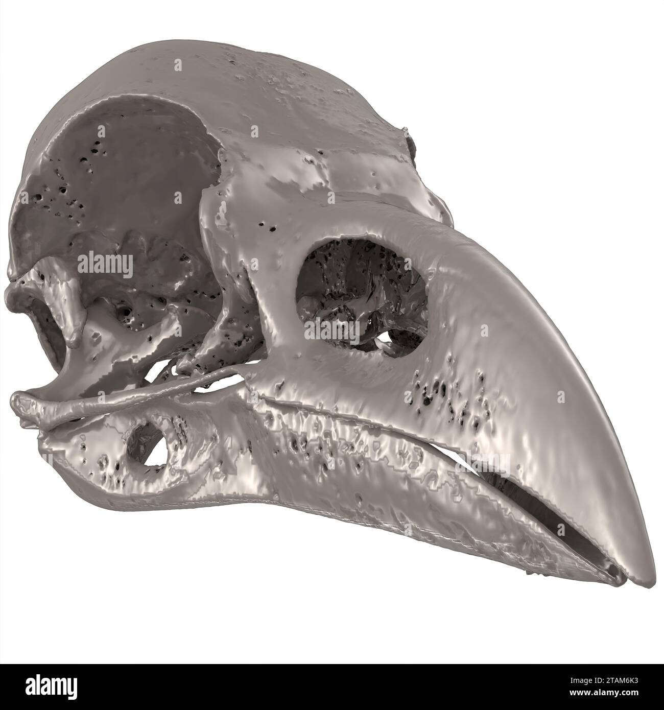 Bird brain anatomy hi-res stock photography and images - Alamy
