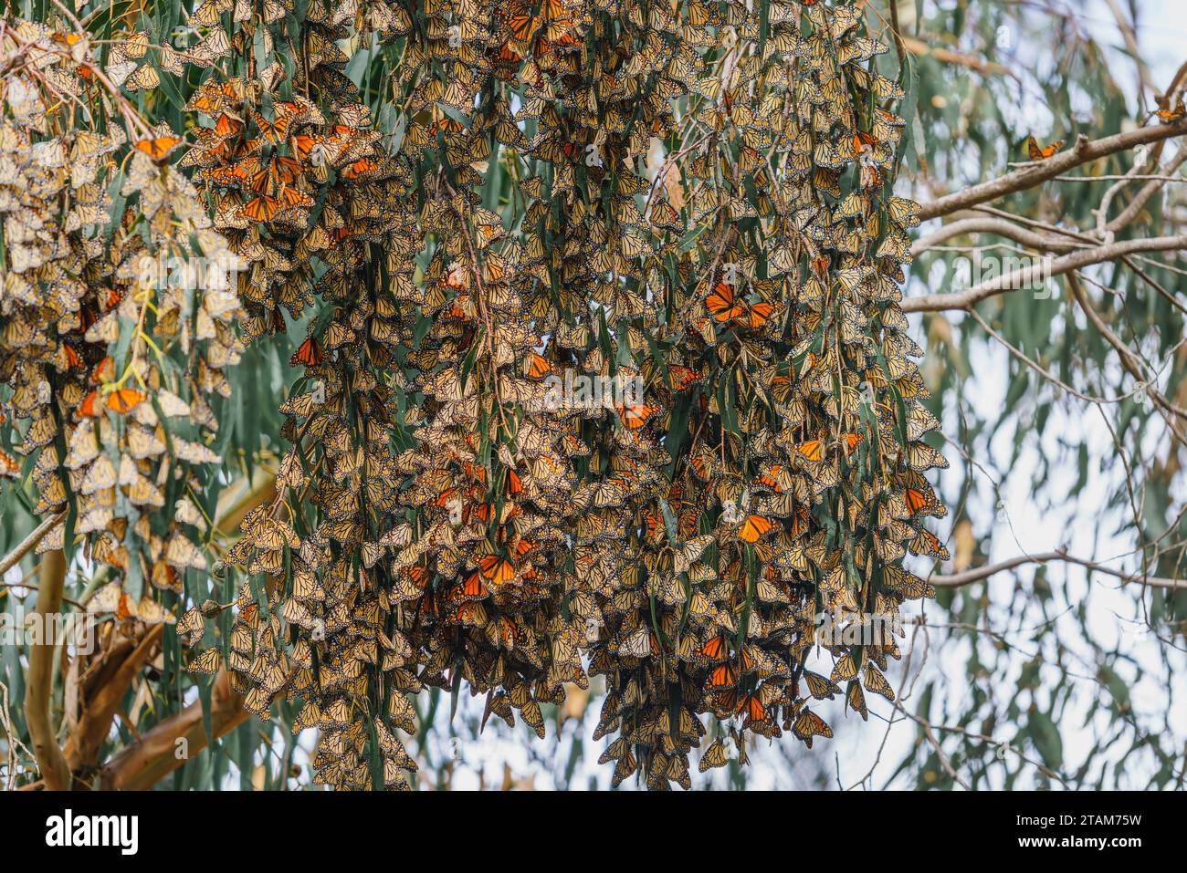 Thousands of Monarch butterflies gather on an Eucalyptus tree, creating ...
