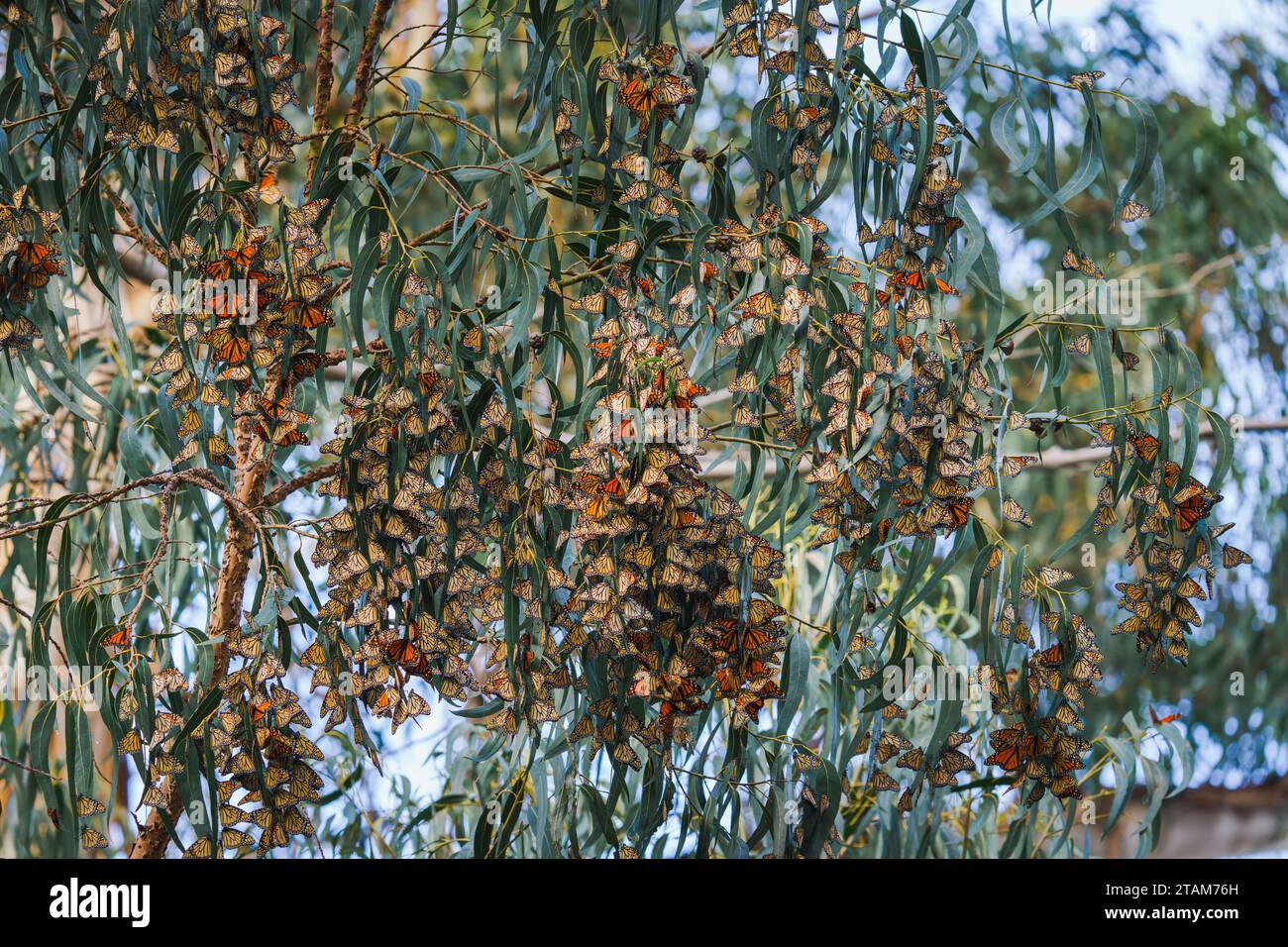 Monarch butterflies clusters in the limbs of majestic Eucalyptus trees ...