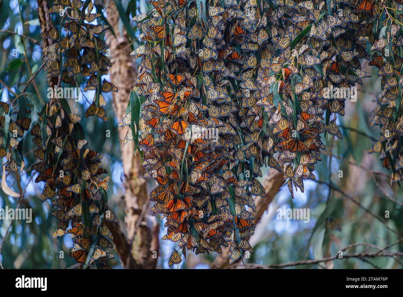 Kaleidoscope monarch butterflies fluttering sea hi-res stock ...