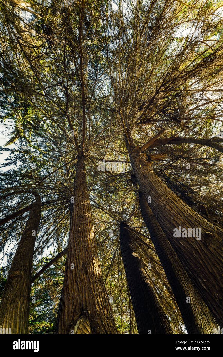 Cypress tree in tropical hi-res stock photography and images - Alamy