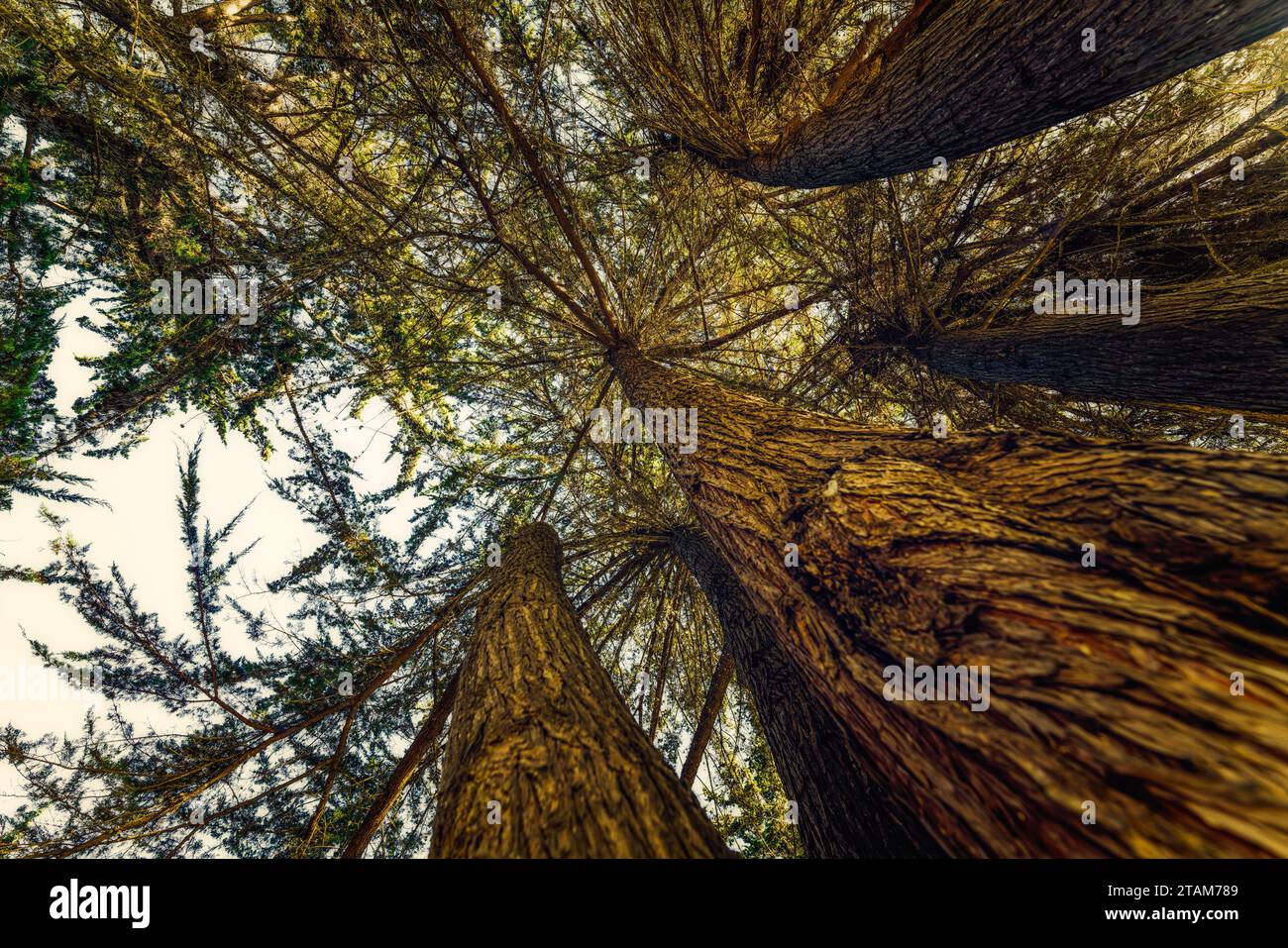 Cypress tree forest hi-res stock photography and images - Alamy