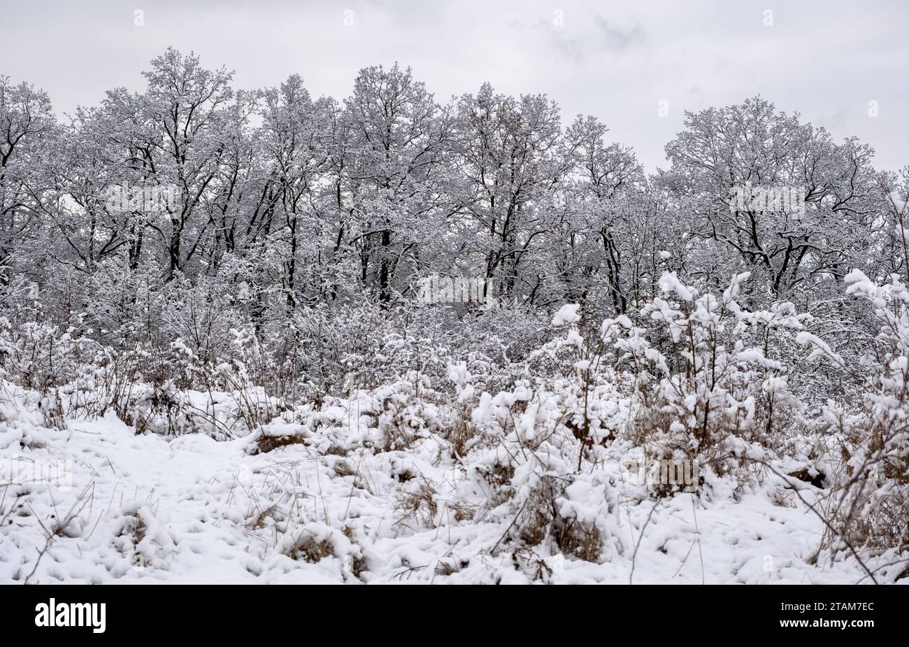 Trees and bushes with snow hi-res stock photography and images - Alamy