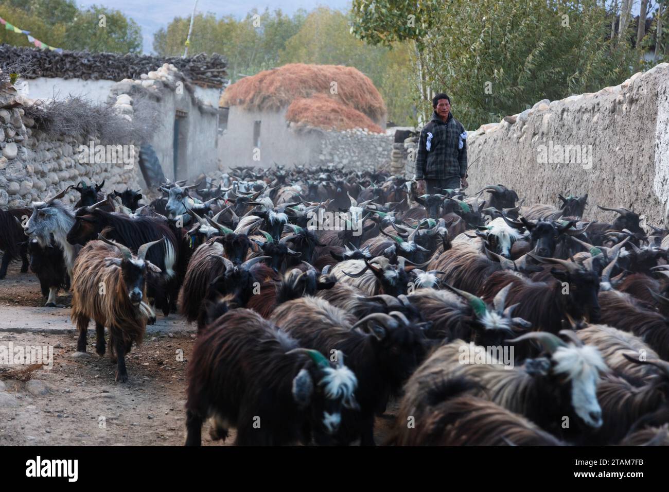 A herd of Pashmina goats return from grazing in the ancient village of ...