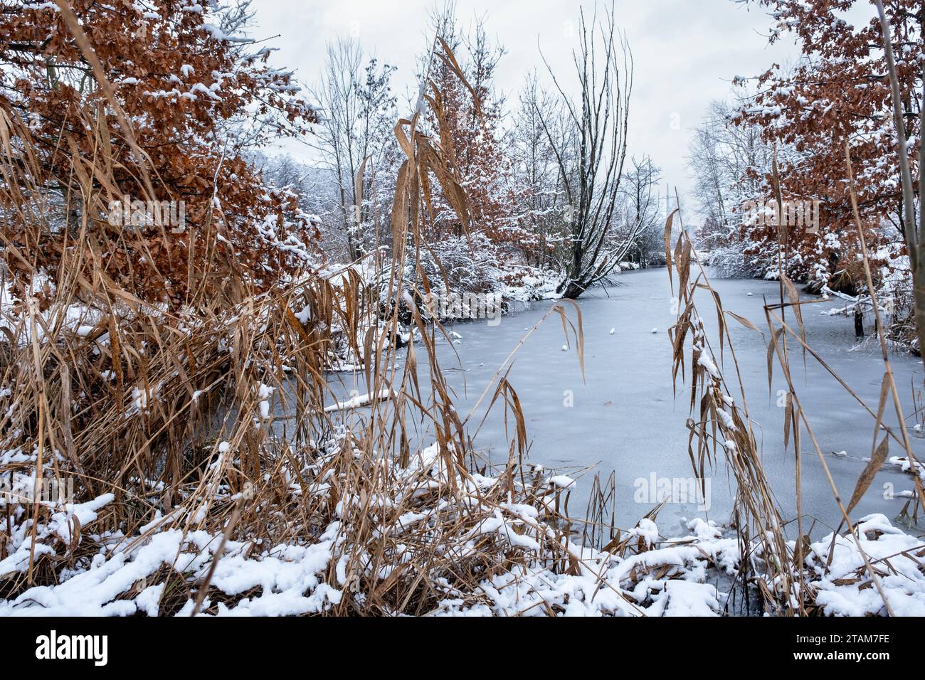 frozen pond, snow-covered trees and plants around pond, frosty ...