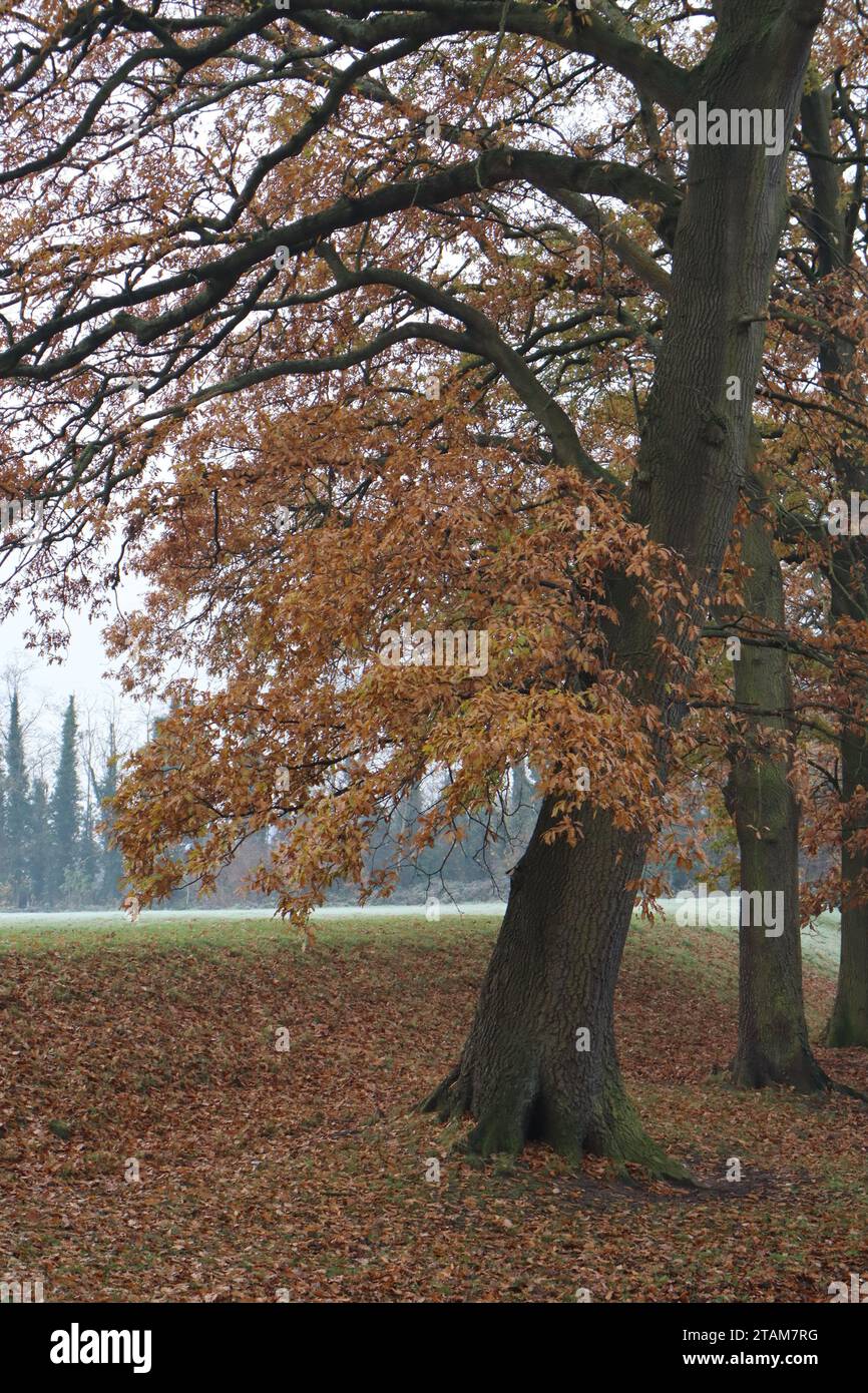 Canon eos r100 hi-res stock photography and images - Alamy