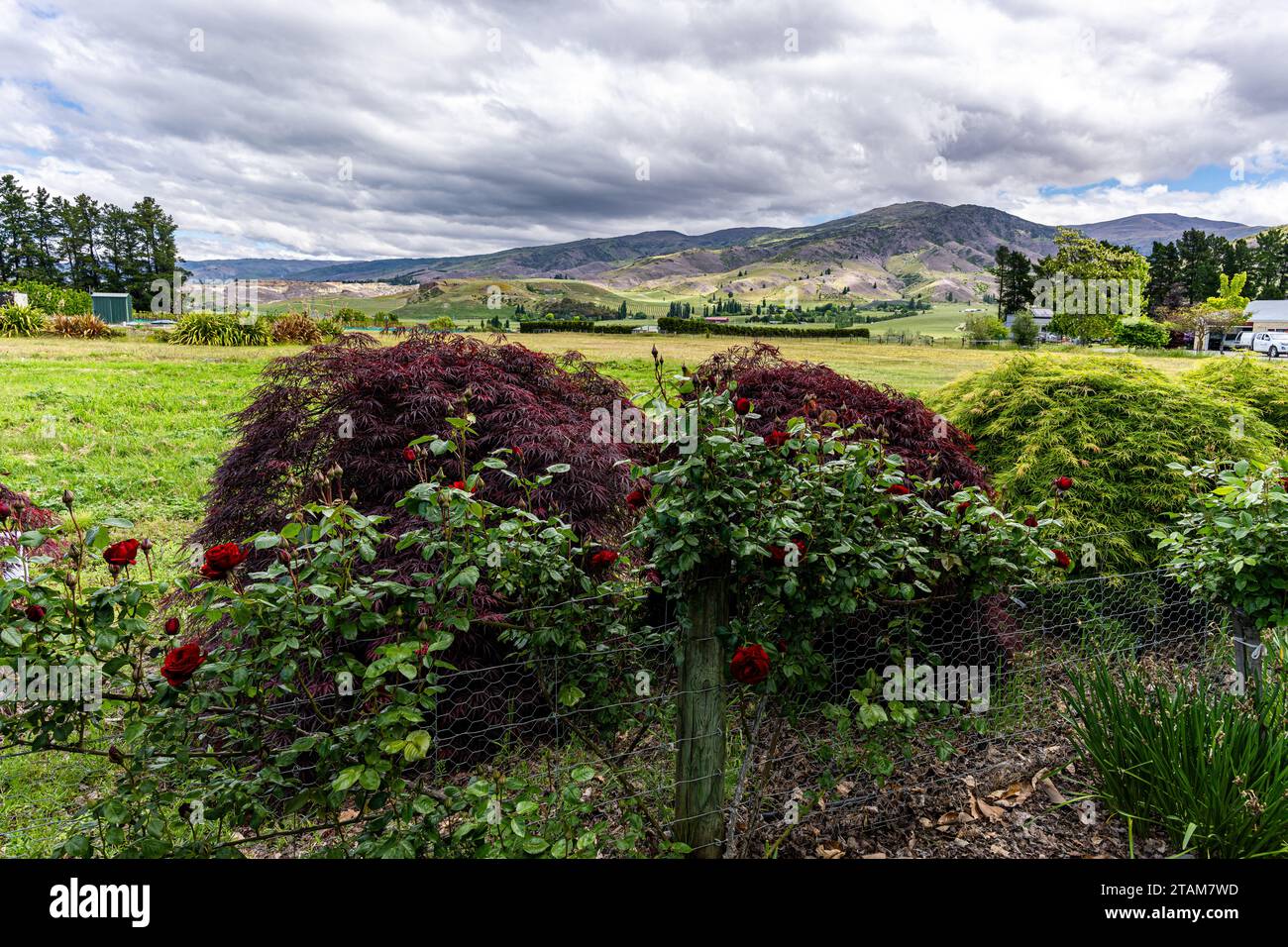 Beautiful romantic english rose hi-res stock photography and images - Alamy