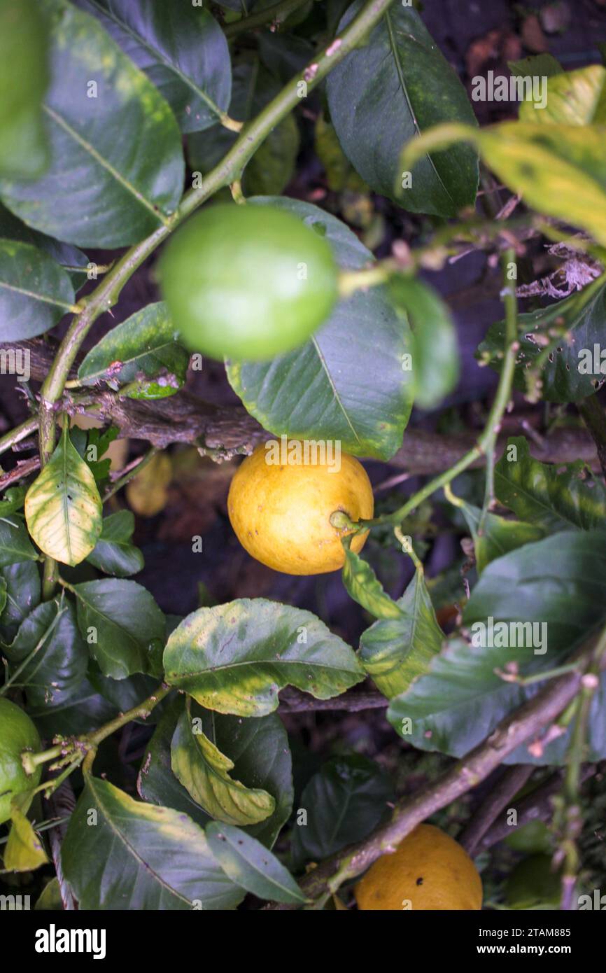 organic and healthy lemons in a lemon tree in my orchard in Galicia ...