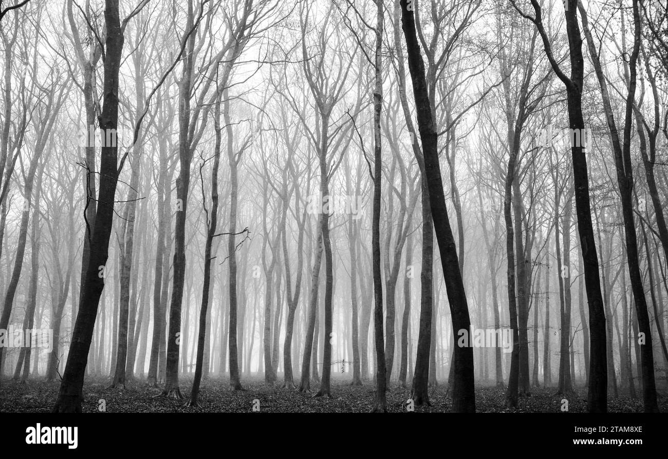 Woodland mist trees trunks Black and White Stock Photos & Images - Alamy