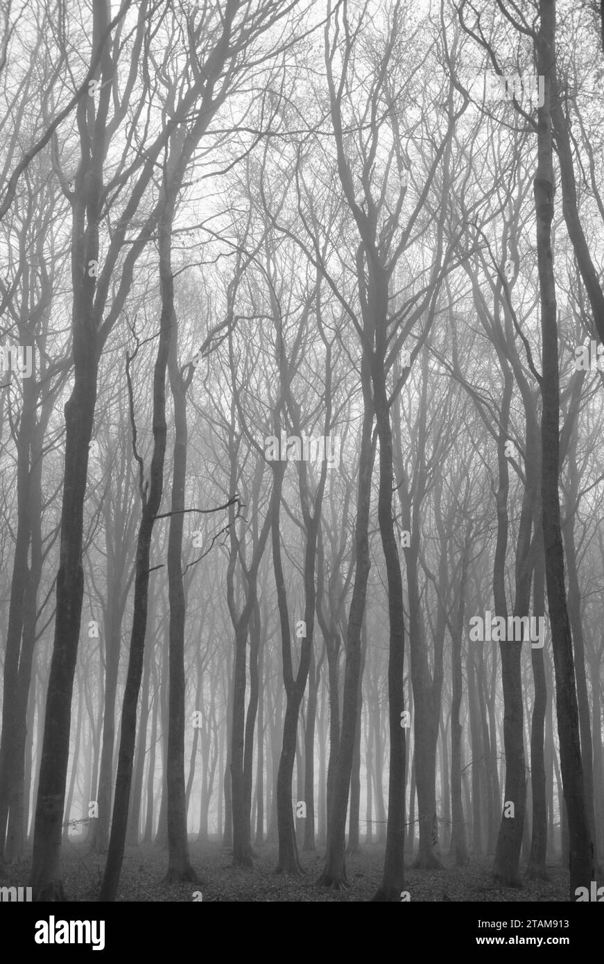 Woodland mist trees trunks Black and White Stock Photos & Images - Alamy