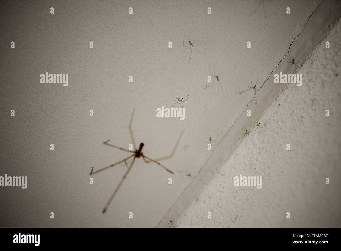 a spider in a ceiling with its small spiders Stock Photo - Alamy