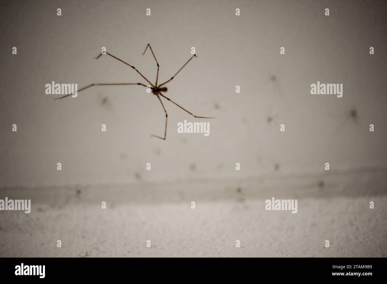 Ceiling cobweb hi-res stock photography and images - Alamy