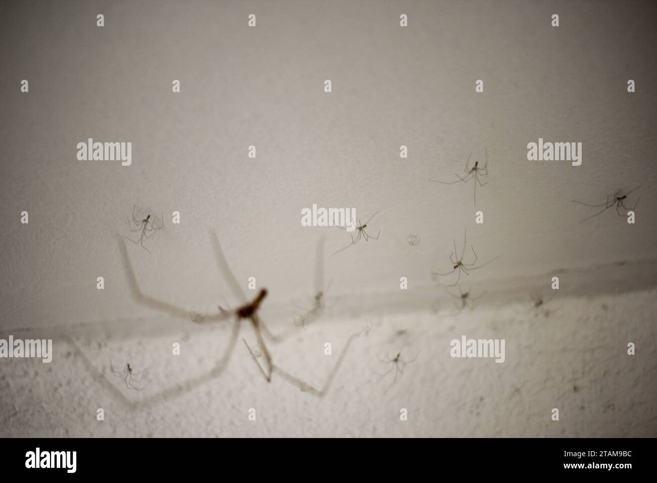 Ceiling web spider hi-res stock photography and images - Alamy