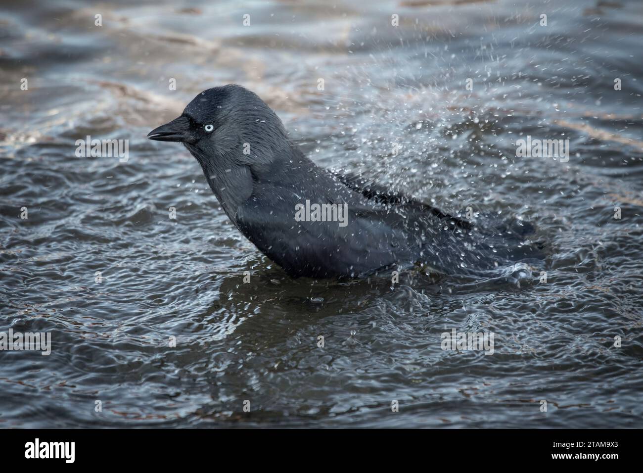 Jackdaw bathes in water hi-res stock photography and images - Alamy