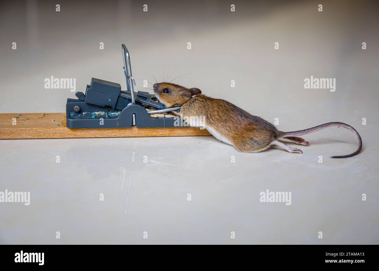 A dead house mouse (Mus musculus) caught in a typical traditional ...