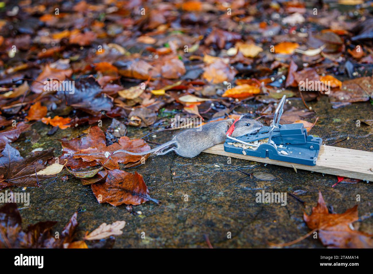 A dead house mouse (Mus musculus) caught in a typical traditional ...