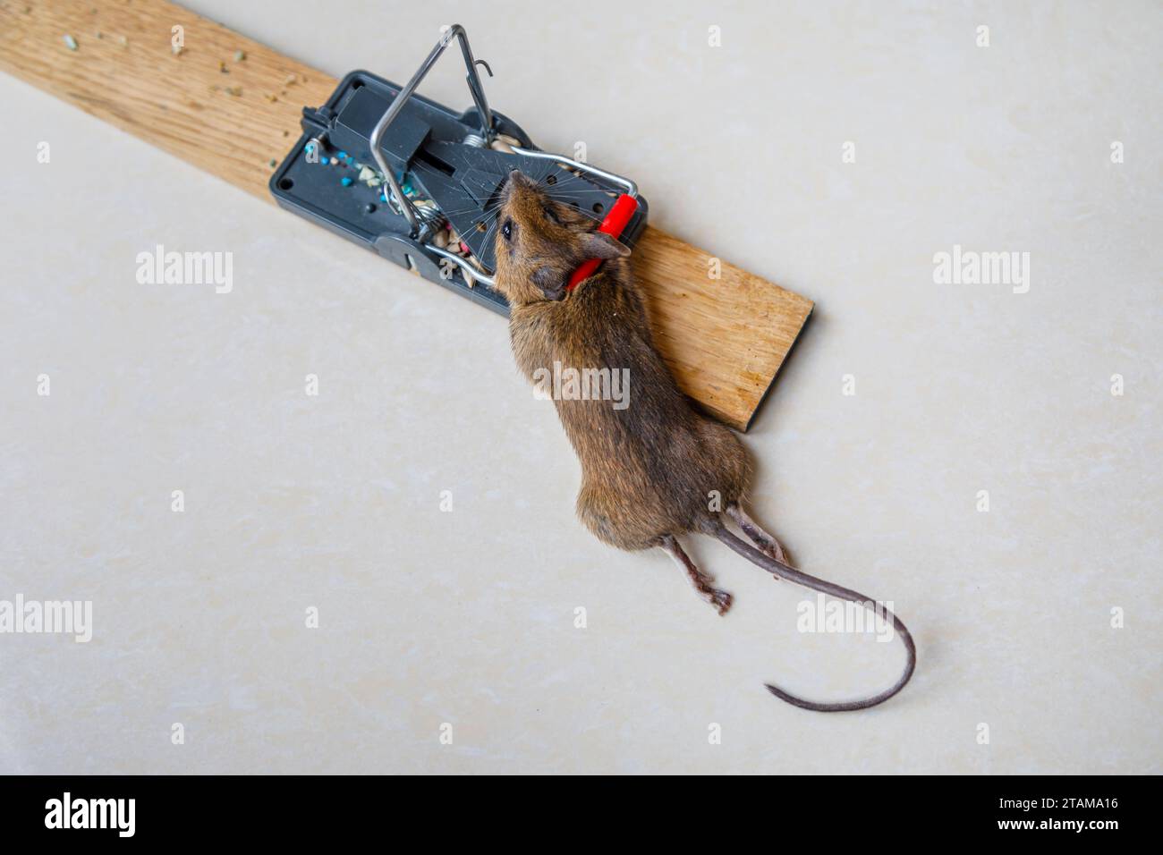 A dead house mouse (Mus musculus) caught in a typical traditional ...