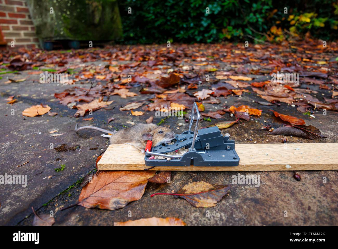 A dead house mouse (Mus musculus) caught in a typical traditional ...