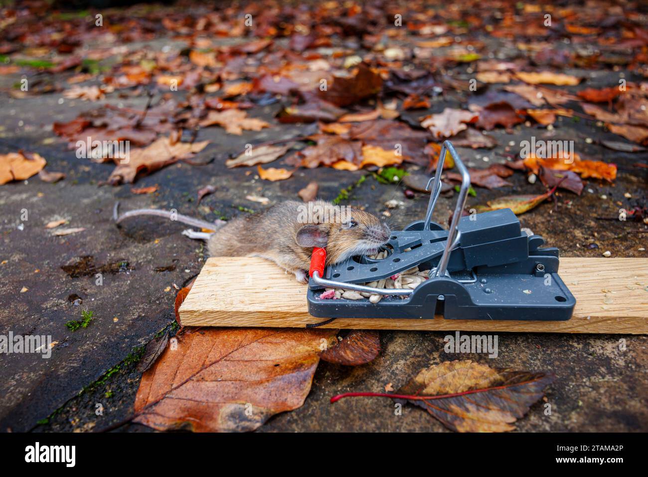 A dead house mouse (Mus musculus) caught in a typical traditional ...