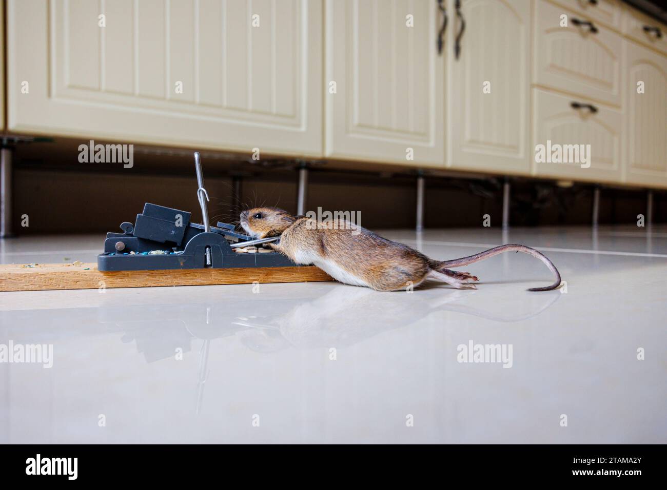 A dead house mouse (Mus musculus) caught in a typical traditional ...