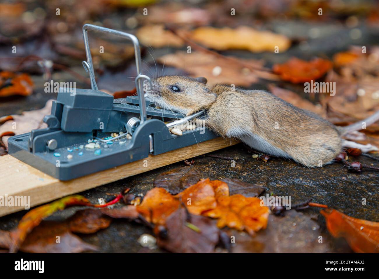 A dead house mouse (Mus musculus) caught in a typical traditional ...