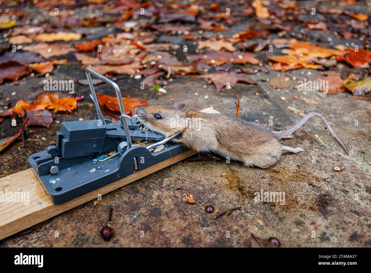 A dead house mouse (Mus musculus) caught in a typical traditional ...