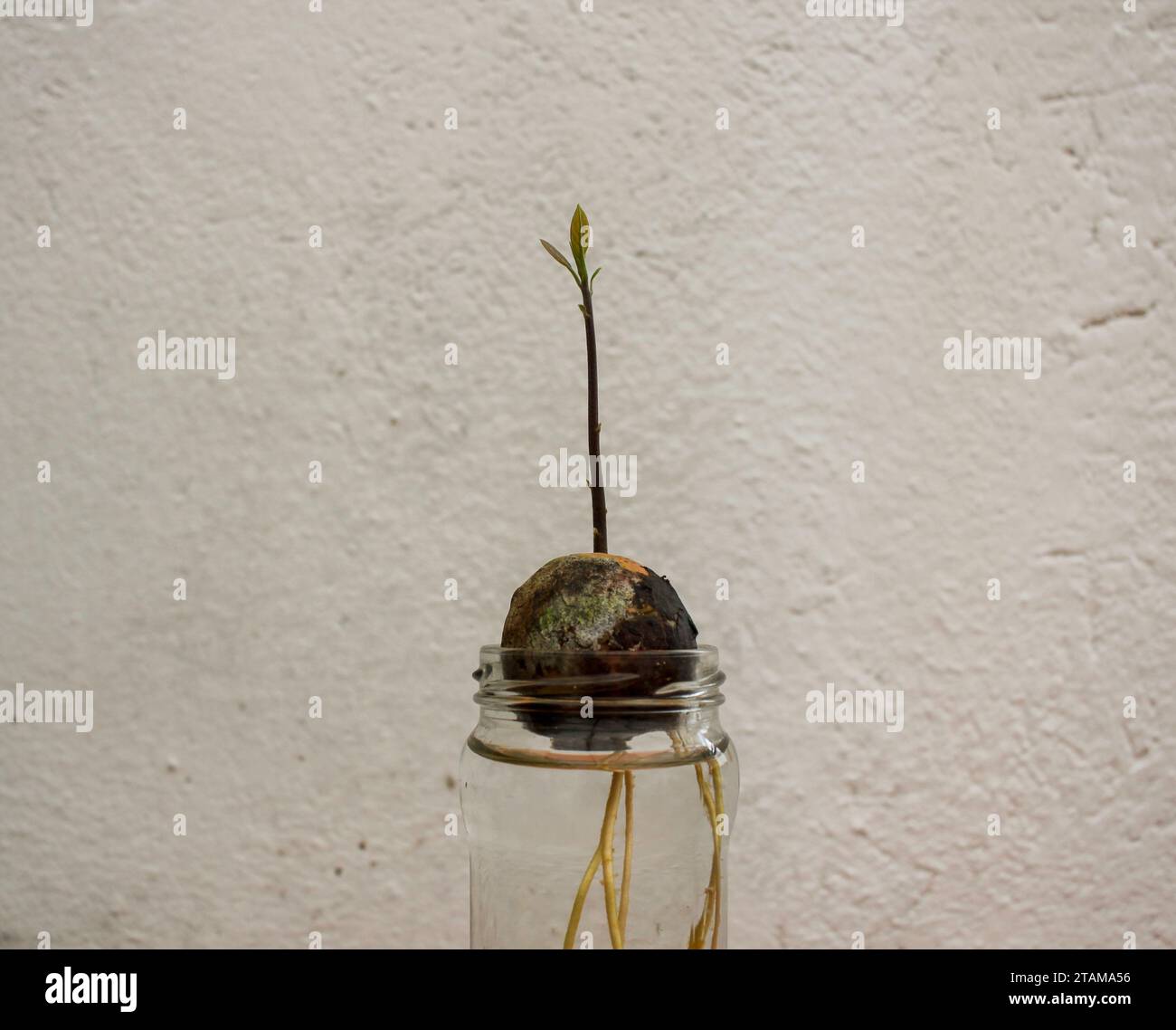 avocado seed germinating at home in a glass with water Stock Photo - Alamy