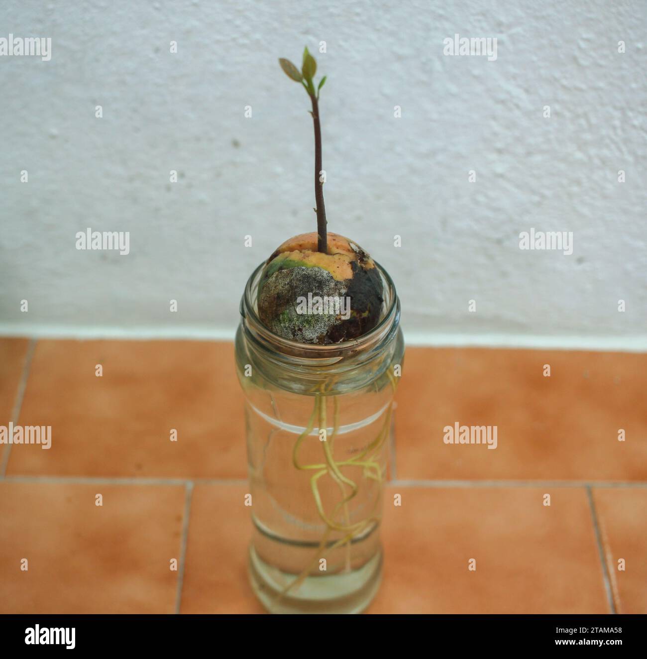 avocado seed germinating at home in a glass with water Stock Photo - Alamy