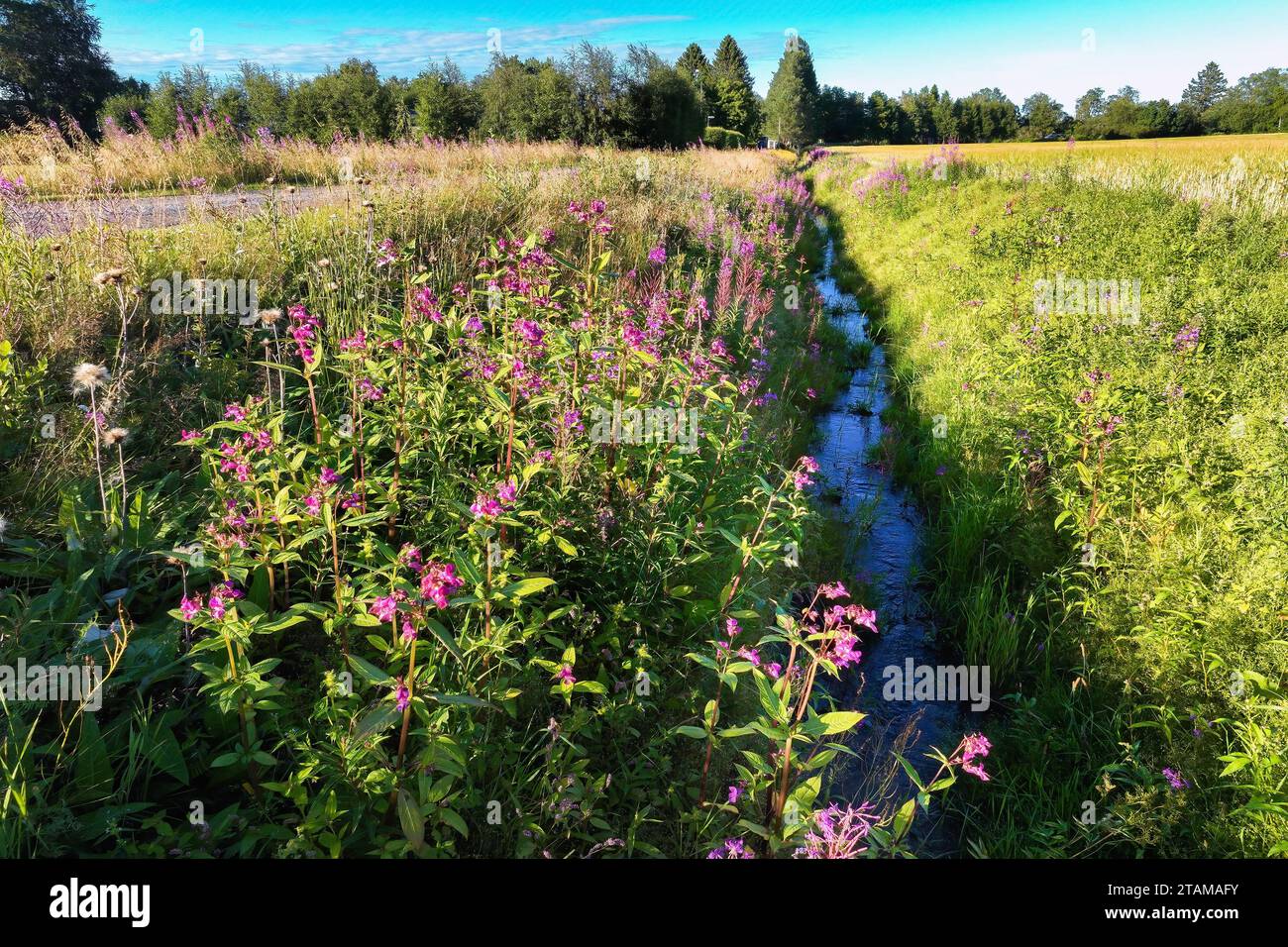 Invasive weeds hi-res stock photography and images - Alamy