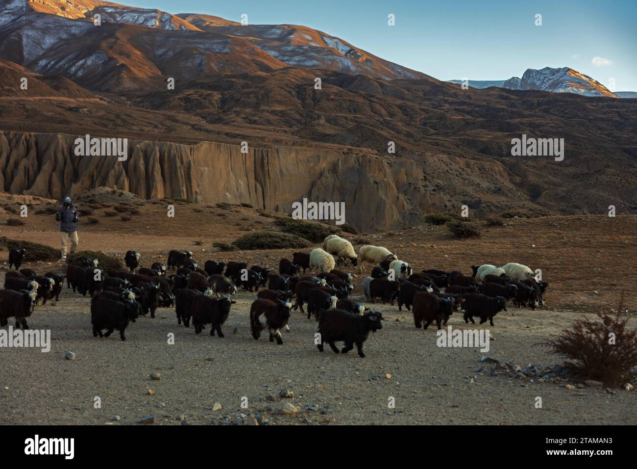 A goat herder from Yara village in upper Mustang District, Nepal Stock ...