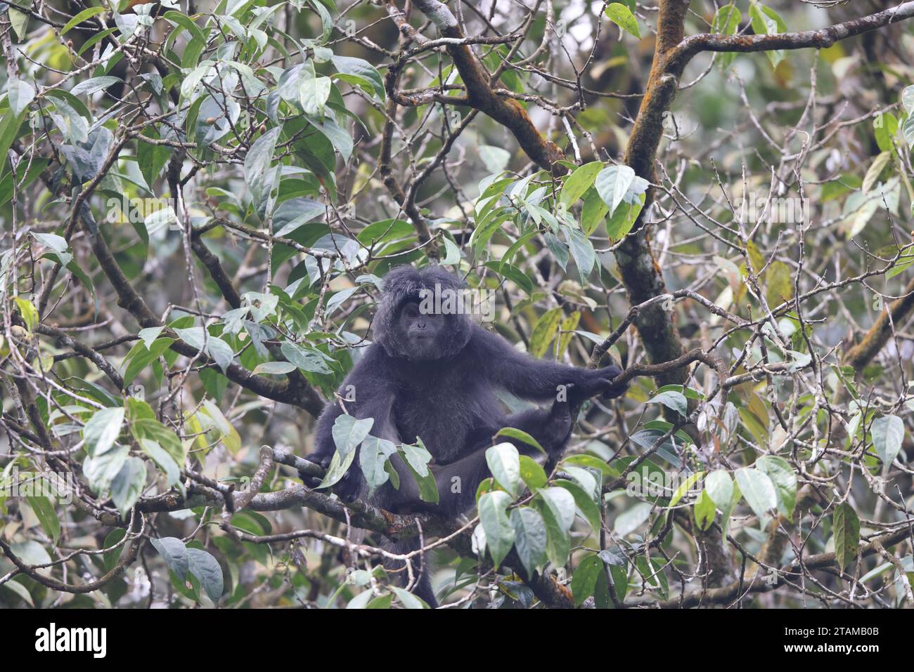 East Javan langur (Trachypithecus auratus), also known as the ebony ...