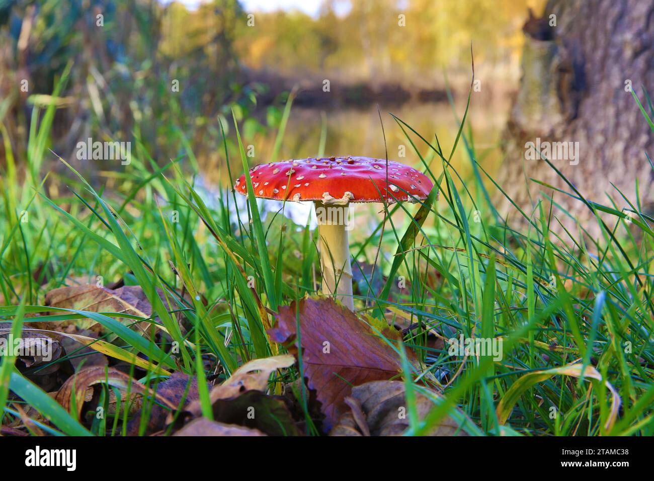 Red toadstool growing in the grass hi-res stock photography and images ...