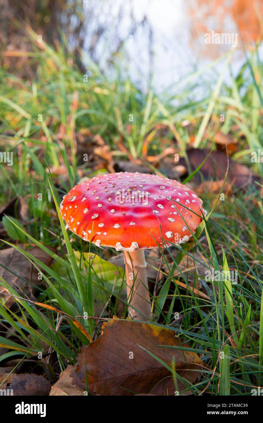 Red toadstool growing in the grass hi-res stock photography and images ...