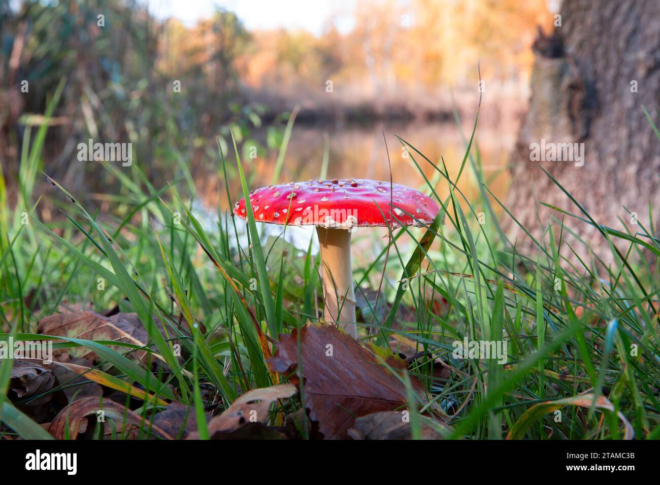 Red toadstool growing in the grass hi-res stock photography and images ...