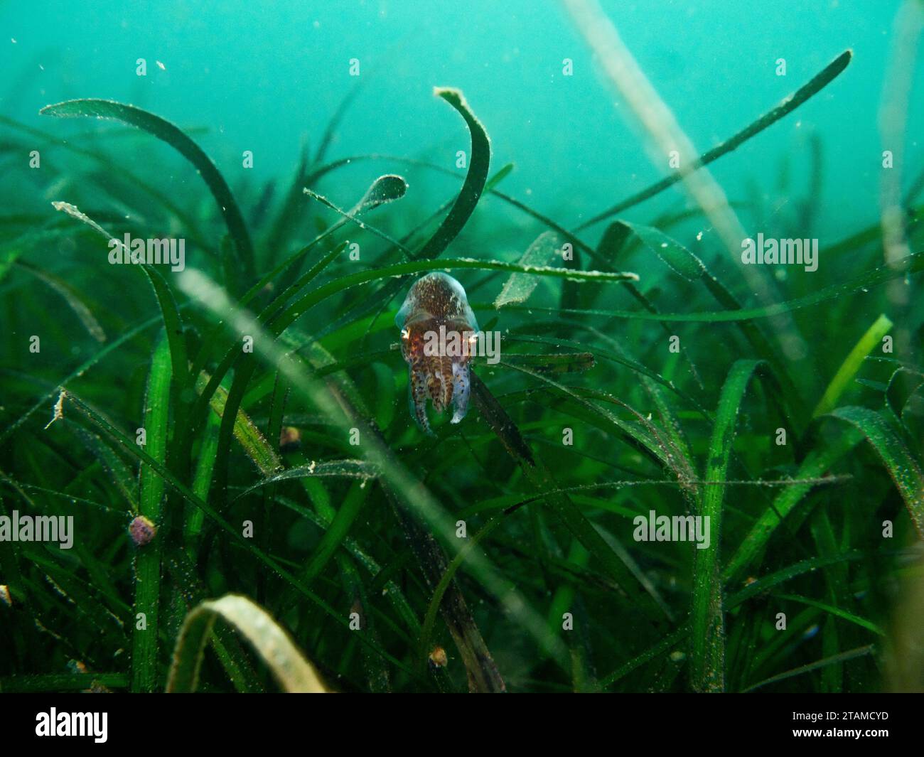 Bobtail squid bob tail hi-res stock photography and images - Alamy