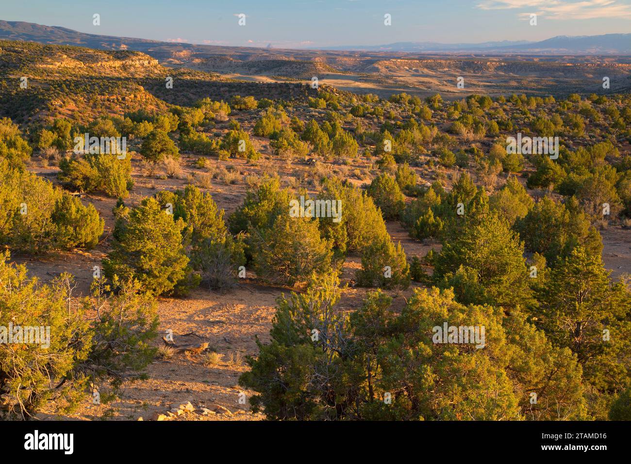 Juniper view along Cutthroat Castle Trail, Canyons of the Ancients ...