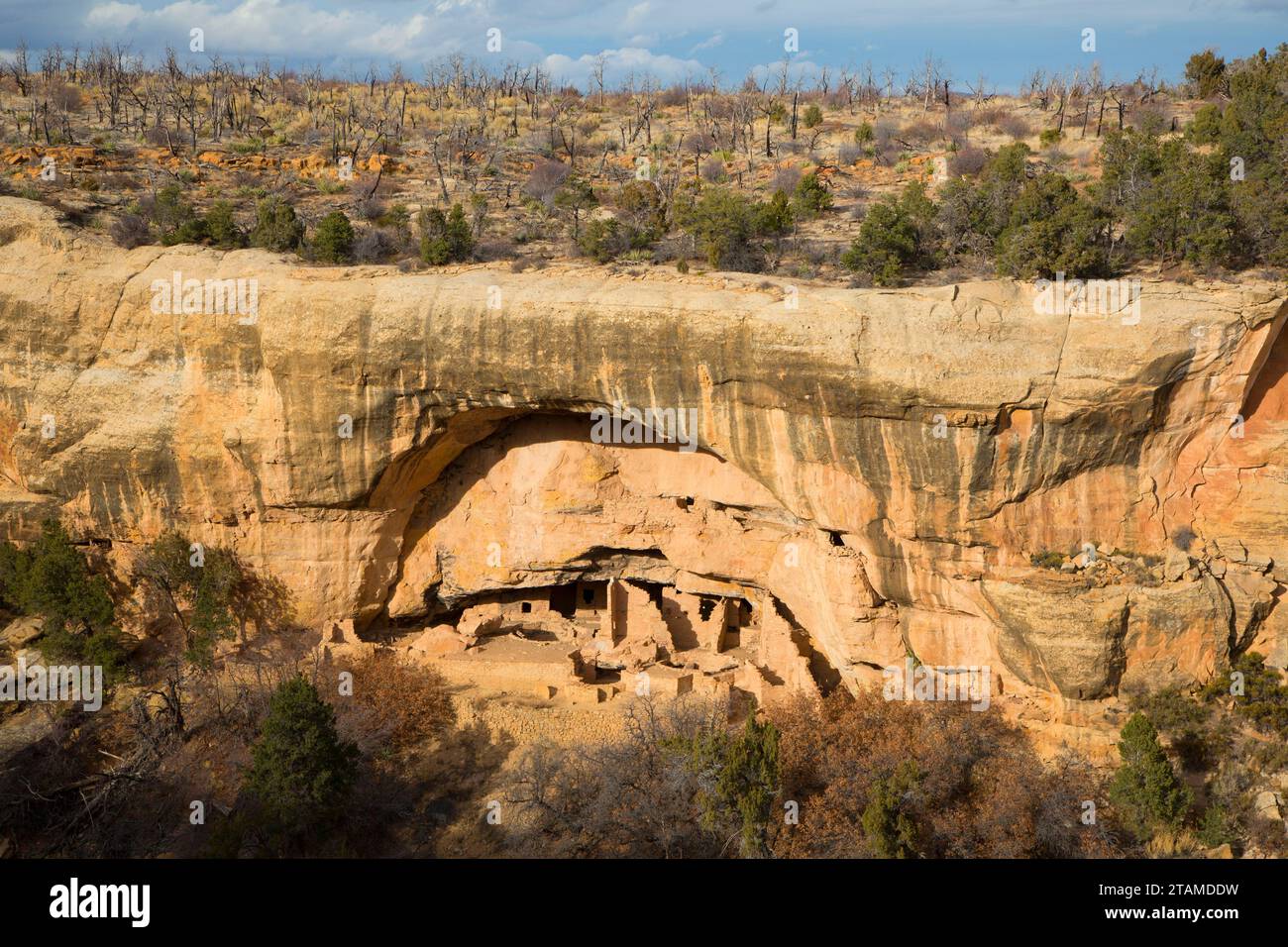 Oak Tree House, Mesa Verde National Park, Colorado Stock Photo - Alamy