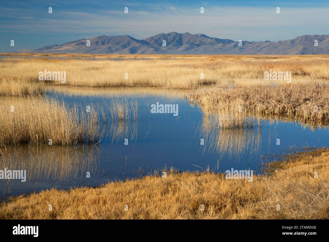 Great Salt Lake marsh, Bear River Migratory Bird Refuge, Utah Stock ...