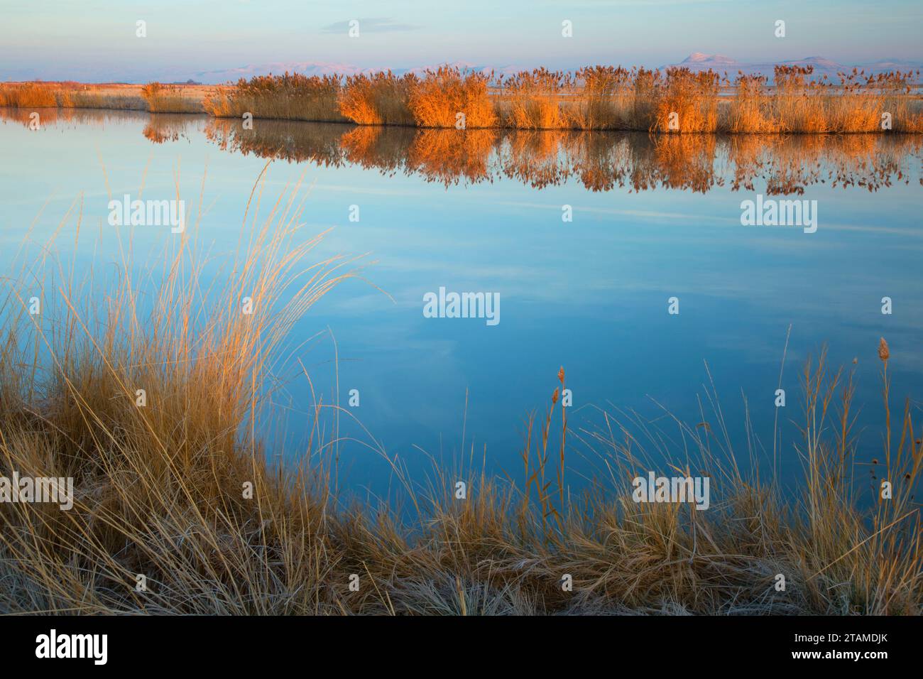 Bear River, Bear River Migratory Bird Refuge, Utah Stock Photo - Alamy