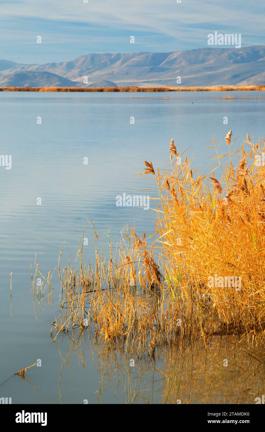 Great Salt Lake marsh, Bear River Migratory Bird Refuge, Utah Stock ...