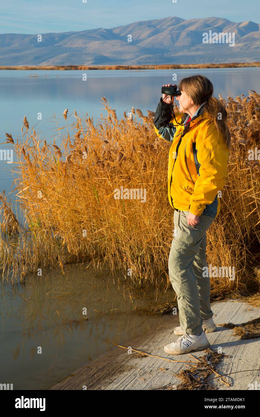 Birding on Great Salt Lake marsh, Bear River Migratory Bird Refuge, Utah Stock Photo - Alamy