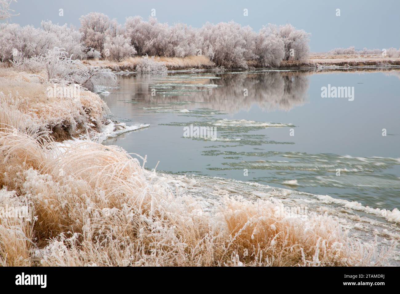 Bear River with frost, Bear River Migratory Bird Refuge, Utah Stock ...