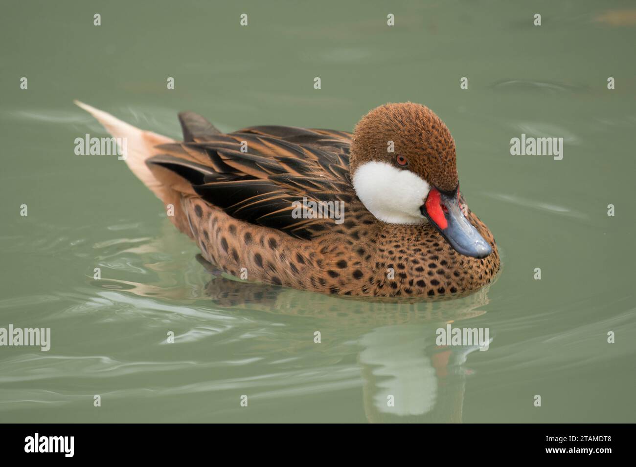 Liberty park salt lake city hi-res stock photography and images - Alamy