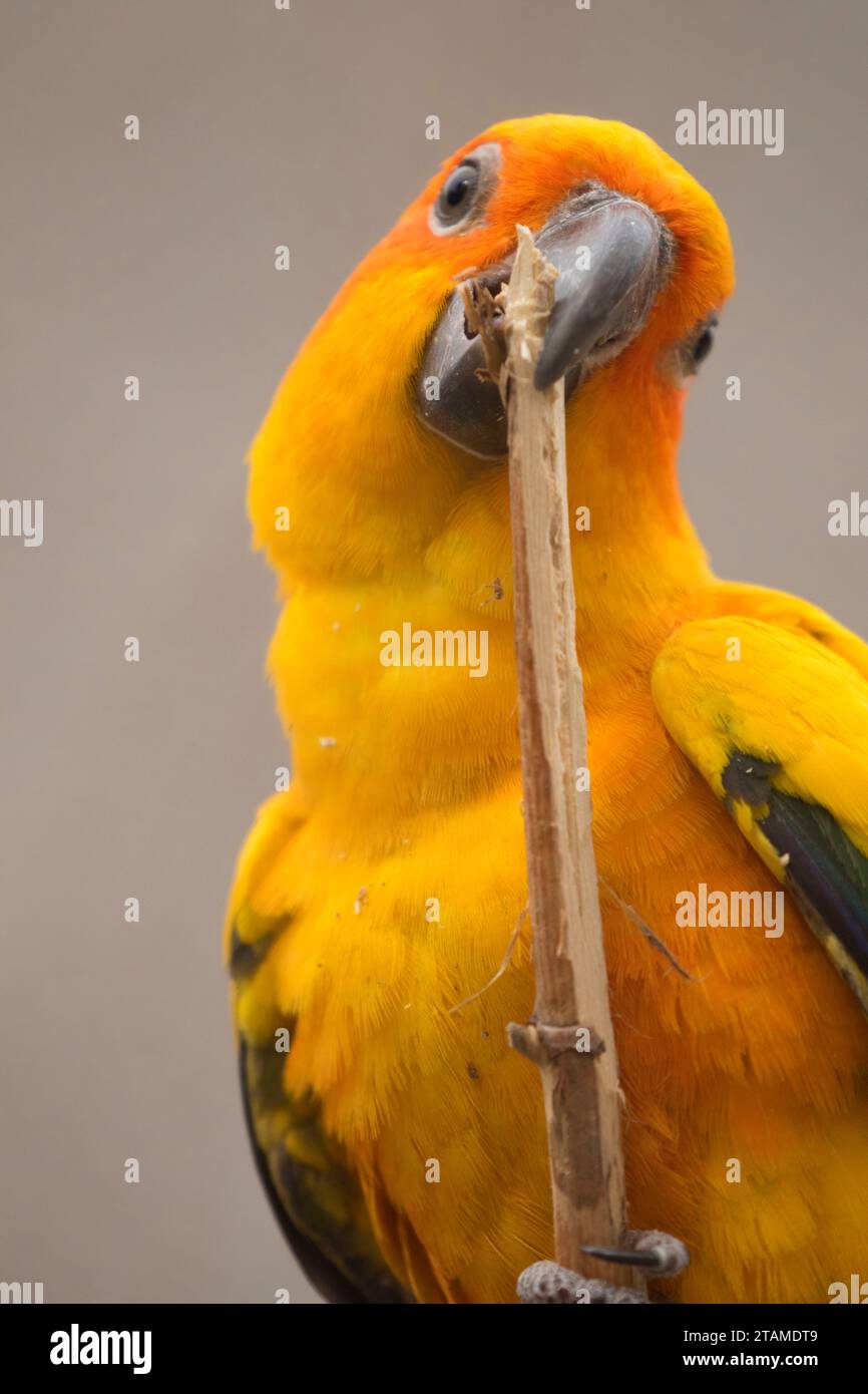 Sun Conure (Aratinga solstitialis), Tracy Aviary, Liberty Park, Salt ...