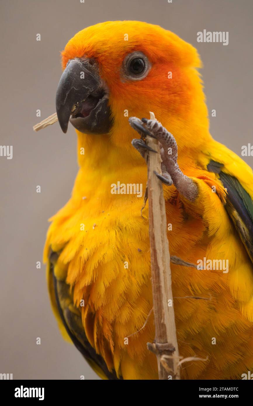 Sun Conure (Aratinga solstitialis), Tracy Aviary, Liberty Park, Salt ...